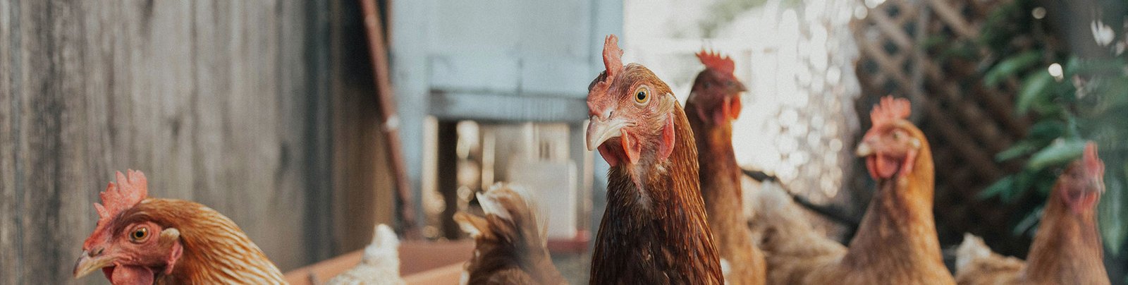 About Us - mikalyzedorganicfarms.com